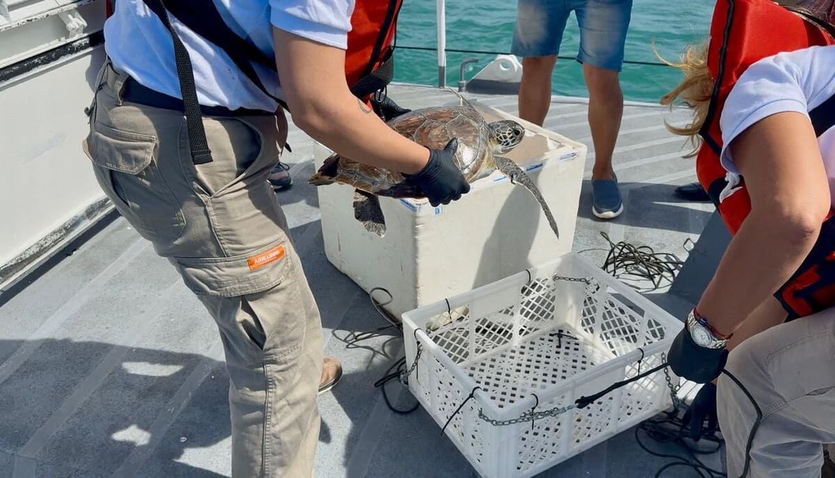 “Ramona” regresa al mar: Operativo de restitución de una tortuga verde ...
